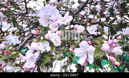 Apple blossom in spring, inflorescence Stock Photo - Alamy