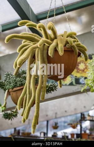 Cactus from the family of perennial flowering plants of the order of ...
