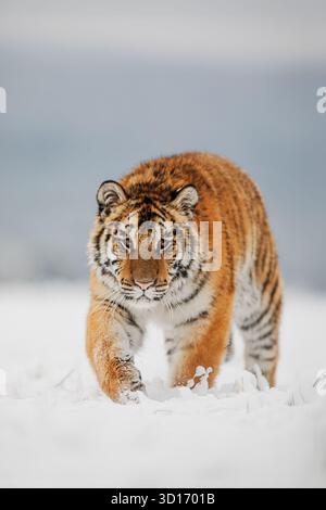 Siberian tiger walks through the snow Stock Photo - Alamy