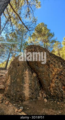Low-angle view of sun-drenched magnolia tree leaves, capturing the ...