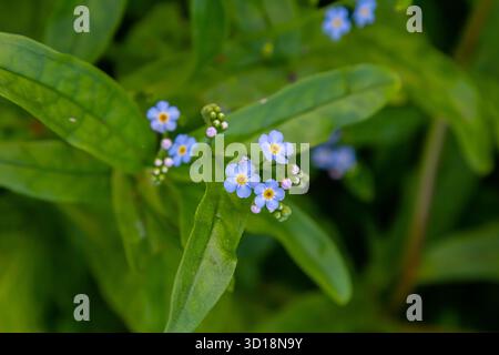 Forget-me-not tender flowers blossoming in spring time. Natural floral ...