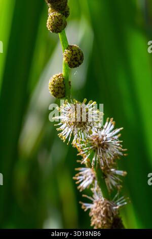 Branched hedgehog (Sparganium erectum) - flowering plant in the garden ...