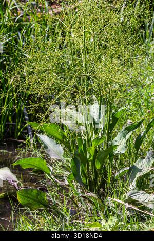 Phreatophyte. American water plantain Alisma plantago-aquatica in ...