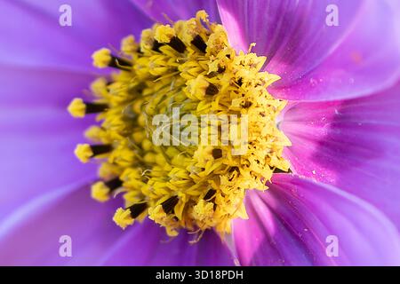 A selective focus shot of the stamens of purple flower Stock Photo - Alamy