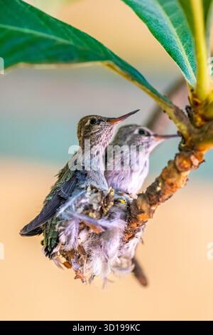An Anna Hummingbird in Tucson, Arizona Stock Photo - Alamy