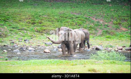 Indian elephants, wild herd taking a bath at waterhole, Anakulam near ...