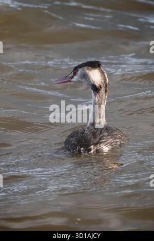 The waterfowl bird Great Crested Grebe swimming in the calm lake. The ...