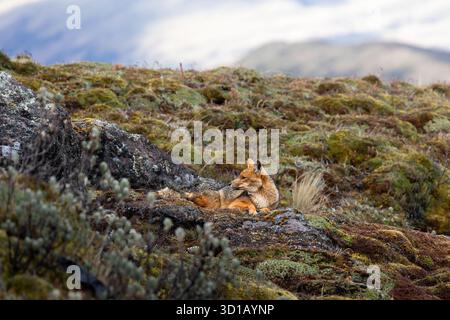 Andean fox resting among moss-covered rocks in the high páramo near ...