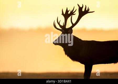 A silhouette of deer standing in field Stock Photo - Alamy