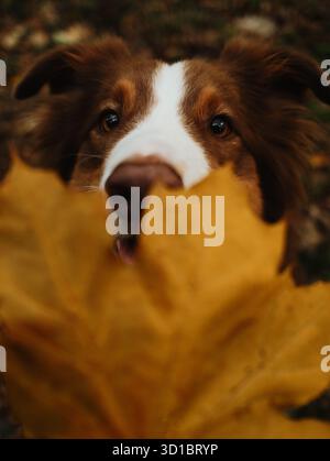 A cute fluffy Australian Shepherd with big ears isolated on an empty ...