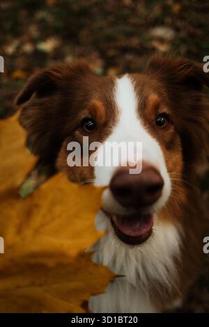 A cute fluffy Australian Shepherd with big ears isolated on an empty ...