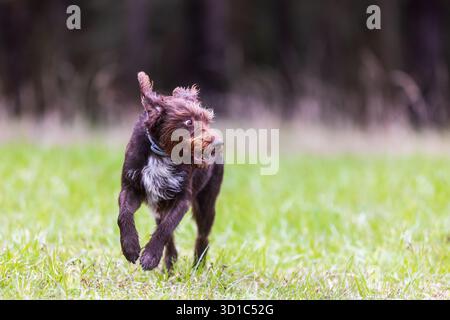 Czech breed of versatile hunting dog that was traditionally and ...