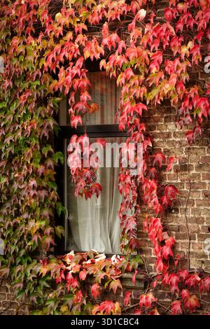 vibrant red and green Virginia creeper (Parthenocissus quinquefolia ...