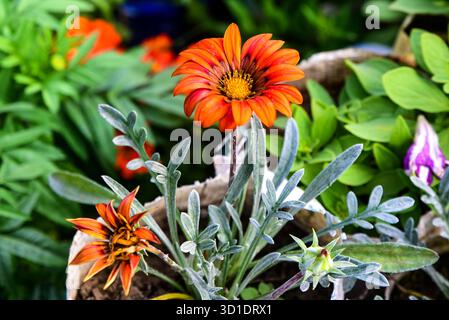 Orange daisy flowers among green leaves close up Stock Photo - Alamy