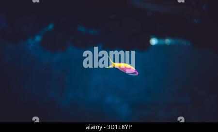 Yellowback Anthias, The Musee Oceanographique de Monaco, Monaco, French ...