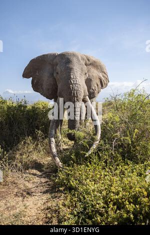 African elephant (Loxodonta africana) eats leaves, the famous Super ...
