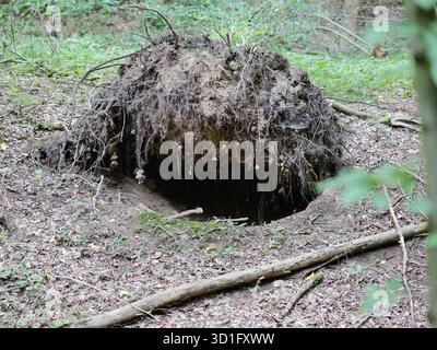 impressive root structure of a tree Stock Photo - Alamy