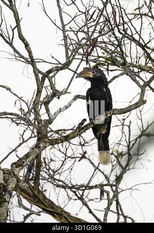 Female Silvery-Cheeked Hornbill bird (bycanistes brevis Stock Photo - Alamy