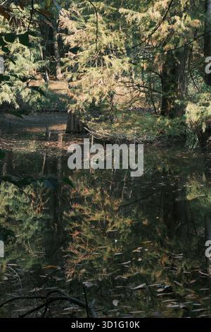 Autumn cypress swamp forest with standing dark water, tree trunks ...
