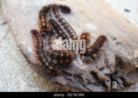 Several furry slugs were on the log. A worm with poisonous hairs as big ...