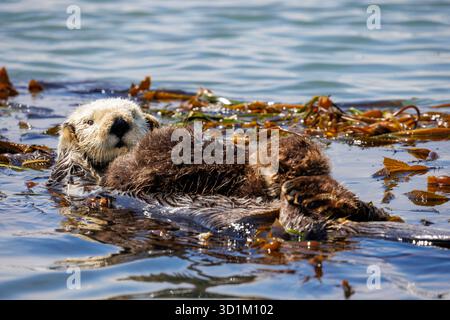 Close-up of a sea otter with a fluffy coat and dark eyes, sitting on a ...