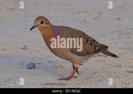 Portrait of a zenaida dove (zenaida aurita) on the beach Stock Photo ...