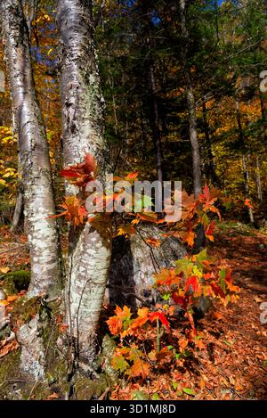 Les forêts du Québec en automne : un tableau de couleurs vivantes ...