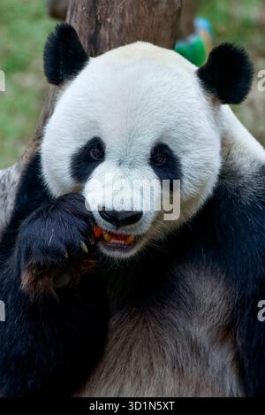 Giant pandas eating their food Stock Photo - Alamy