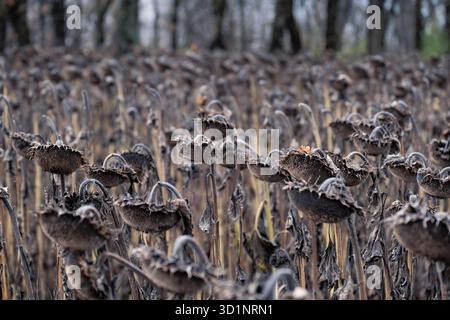 Field of sunflowers in frost Stock Photo - Alamy