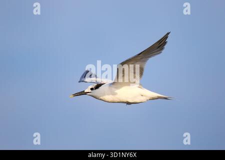 Sandwich Tern flying above Paracas Bay, Peru Stock Photo - Alamy