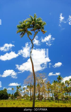 Double-headed coconut tree on Tongatapu island in Tonga. Tongatapu is ...