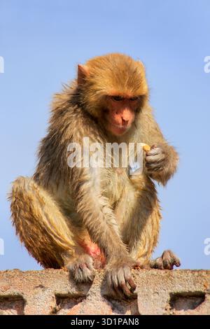A rhesus monkey sitting on a stone wall with a piece of fruit in one ...
