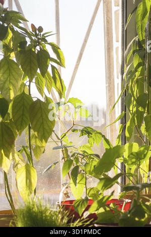 A vertical shot of green plants on the stairs of a modern house Stock ...