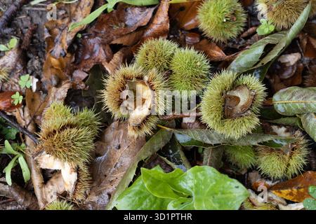 Fallen seed pods from a Sweet Chestnut tree - Castanea sativa Stock ...