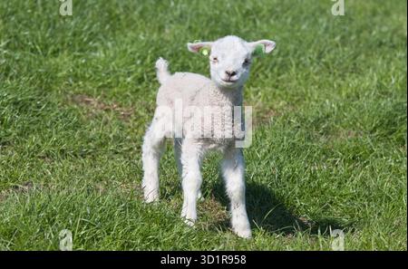 little lamb in a meadow Stock Photo - Alamy