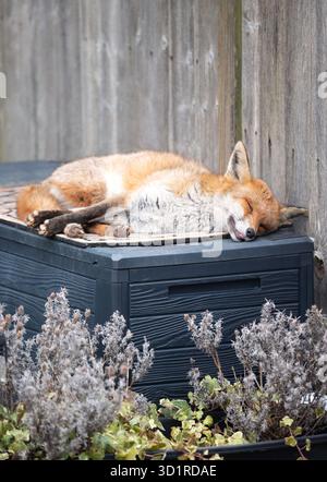 Wild fox peacefully resting Stock Photo - Alamy