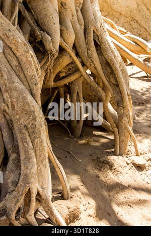 Namaqua Fig (Ficus cordata Stock Photo - Alamy