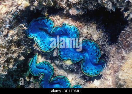 Maxima clam (Tridacna maxima) Underwater, Marine life Stock Photo - Alamy