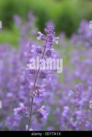 Nepeta racemosa 'Walker's Low' dwarf catmint, aromatic perennial ...