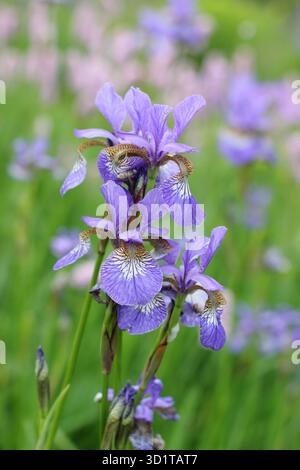 Naturalistic drift planting with iris and bistort (persicaria) in an ...