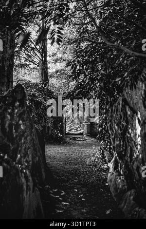 Leaves, Foliage, Black & White Nature Stock Photo - Alamy