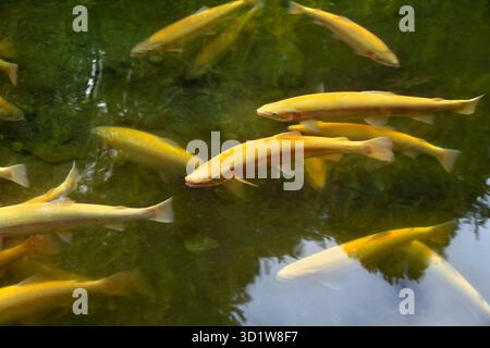 Fresh golden trout fishes in pond. Top view Stock Photo - Alamy