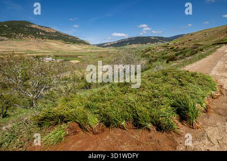Traditional crops, Ifran National Park, Middle Atlas, Morocco, Africa ...