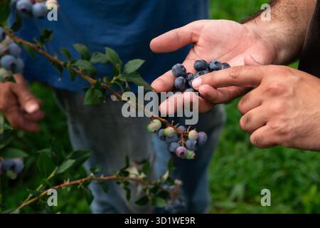 Father and Son Farmers Inspecting the Quality of Their Blueberry ...