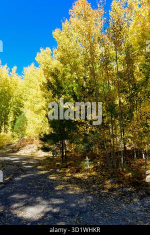 Aspen trees along side of the road in Summerhaven atop of Mount Lemmon ...