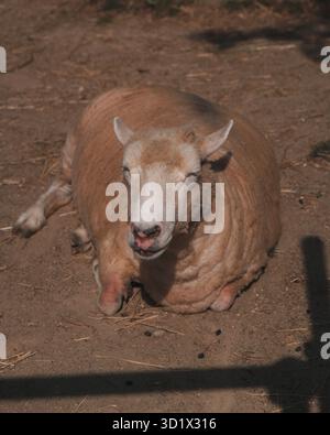 Sheep brown and white wool are resting in corral on farm banner Stock ...