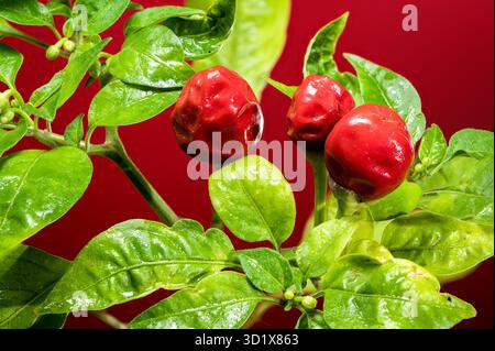 Ornamental pepper Aladdin on a red background Stock Photo - Alamy
