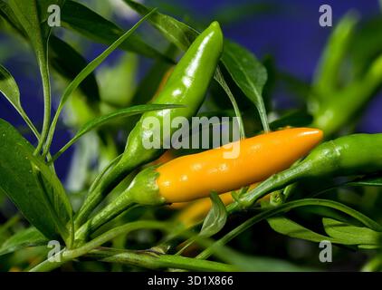 Beautiful Golden Cayenne Pepper on a green background. Pepper head ...