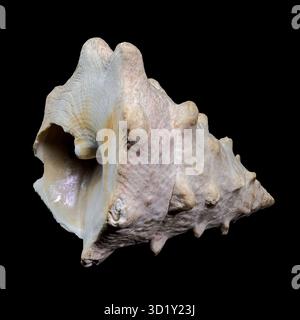 Toothed Top Shell (Tectus dentatus Stock Photo - Alamy