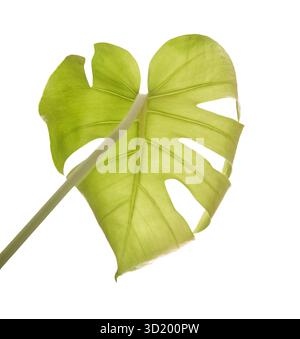 Close up of a monstera leaf on dark black background Stock Photo - Alamy